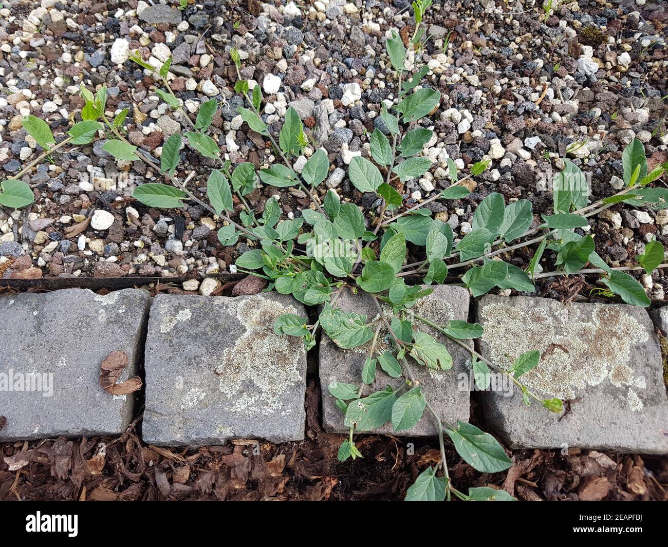Ackerwinde Convolvulus, arvensis Convolvulus Stock Photo - Alamy