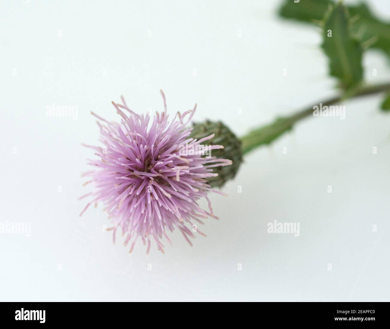 Acker-Kratzdistel, Cirsium arvense, Ackerkratzdistel Stock Photo - Alamy