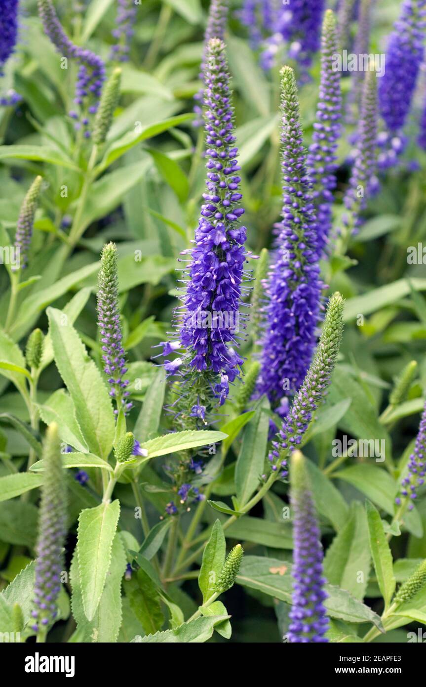 Ehrenpreis aehriger veronica spicata blume hi-res stock photography and ...
