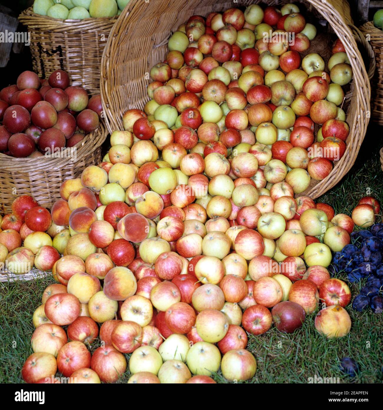 Aepfel im Korb Stock Photo - Alamy
