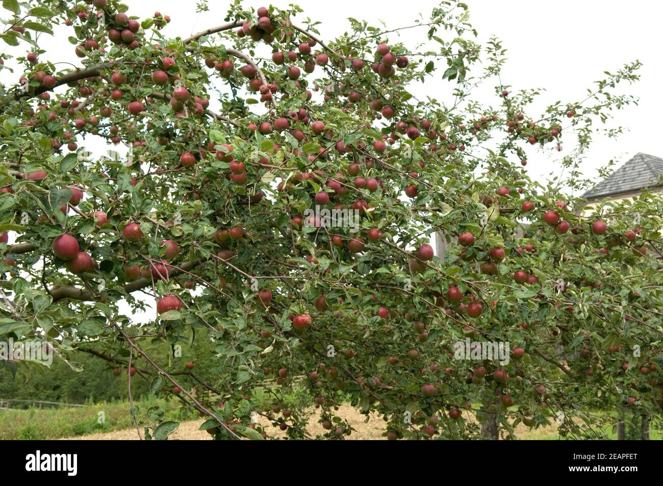 Stamp Malus High Resolution Stock Photography and Images - Alamy