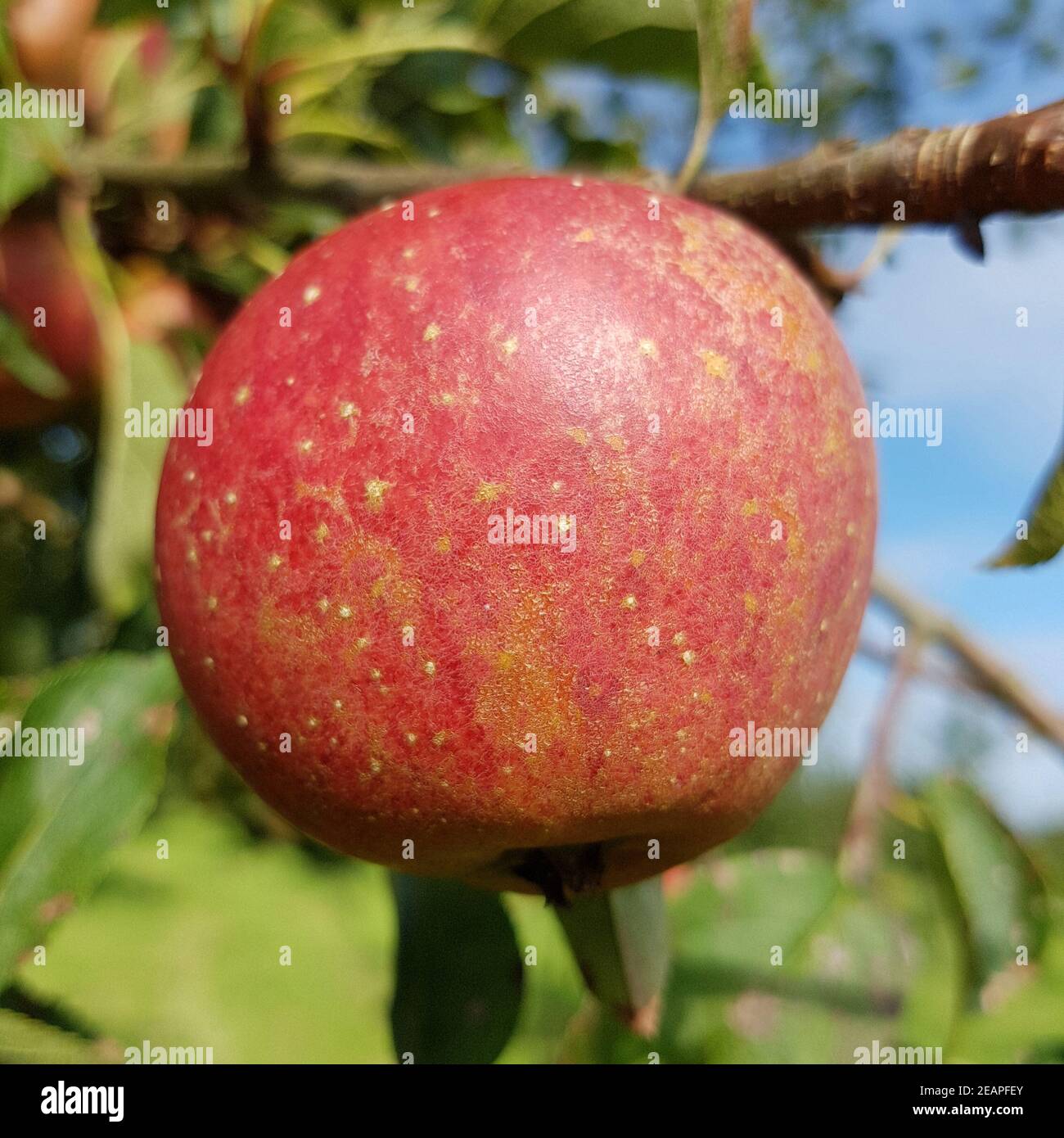 Adams Parmaene, Apfel, Malus, domestica Stock Photo - Alamy