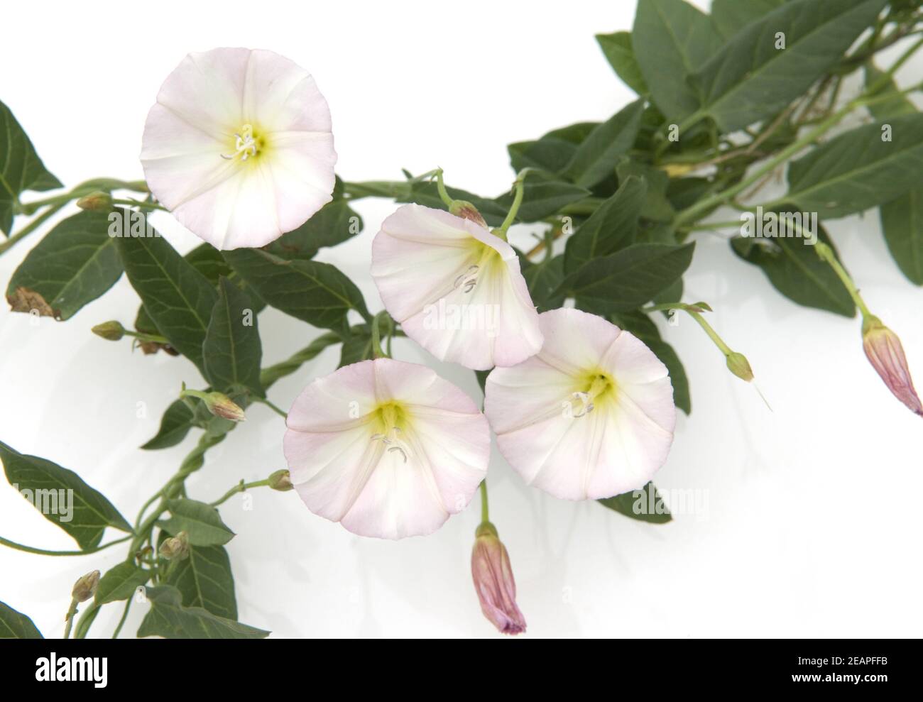 Ackerwinde, Convolvulus arvensis, Heilpflanzen Stock Photo - Alamy