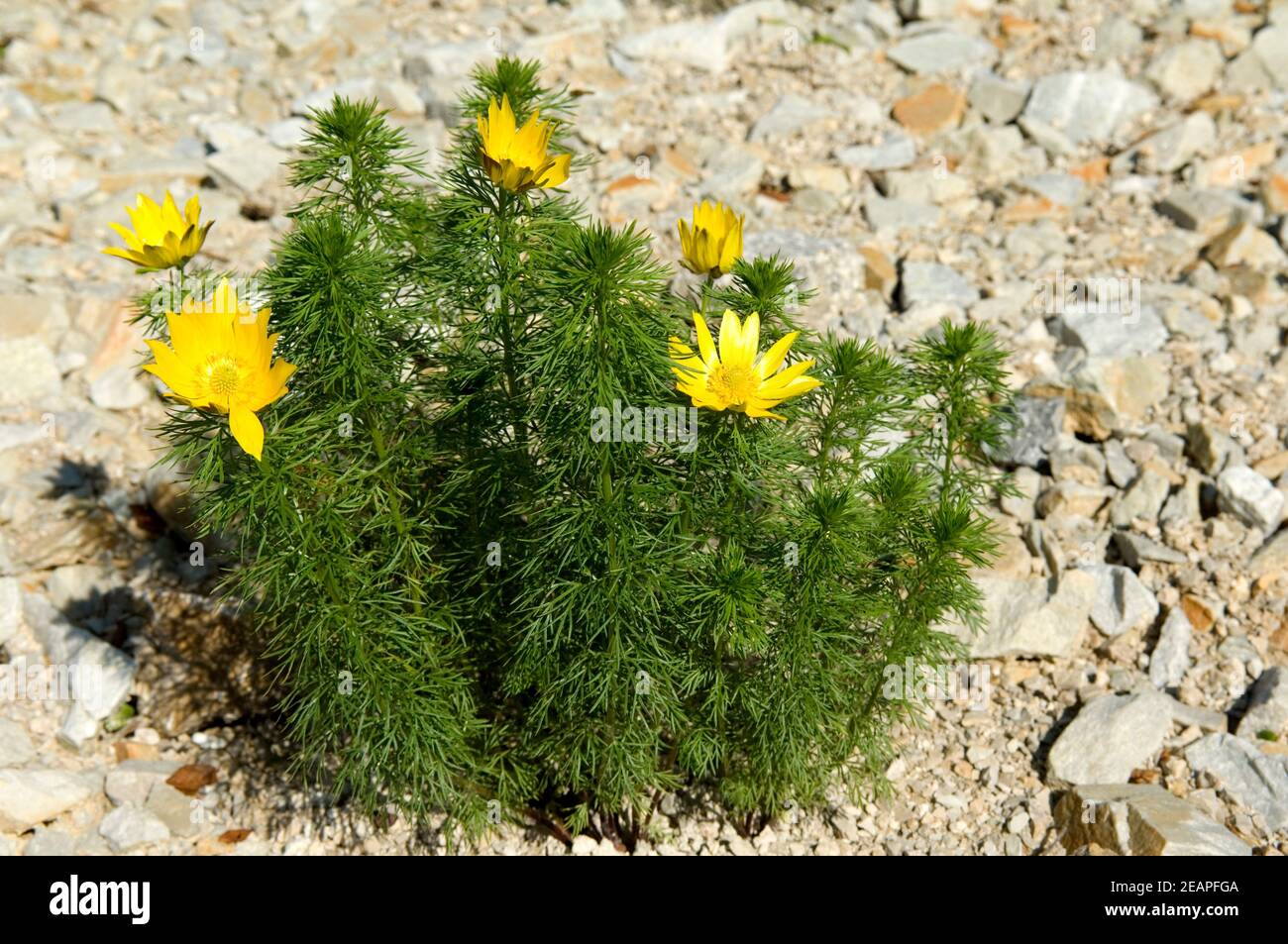 Adonis Vernalis Stock Photo - Alamy