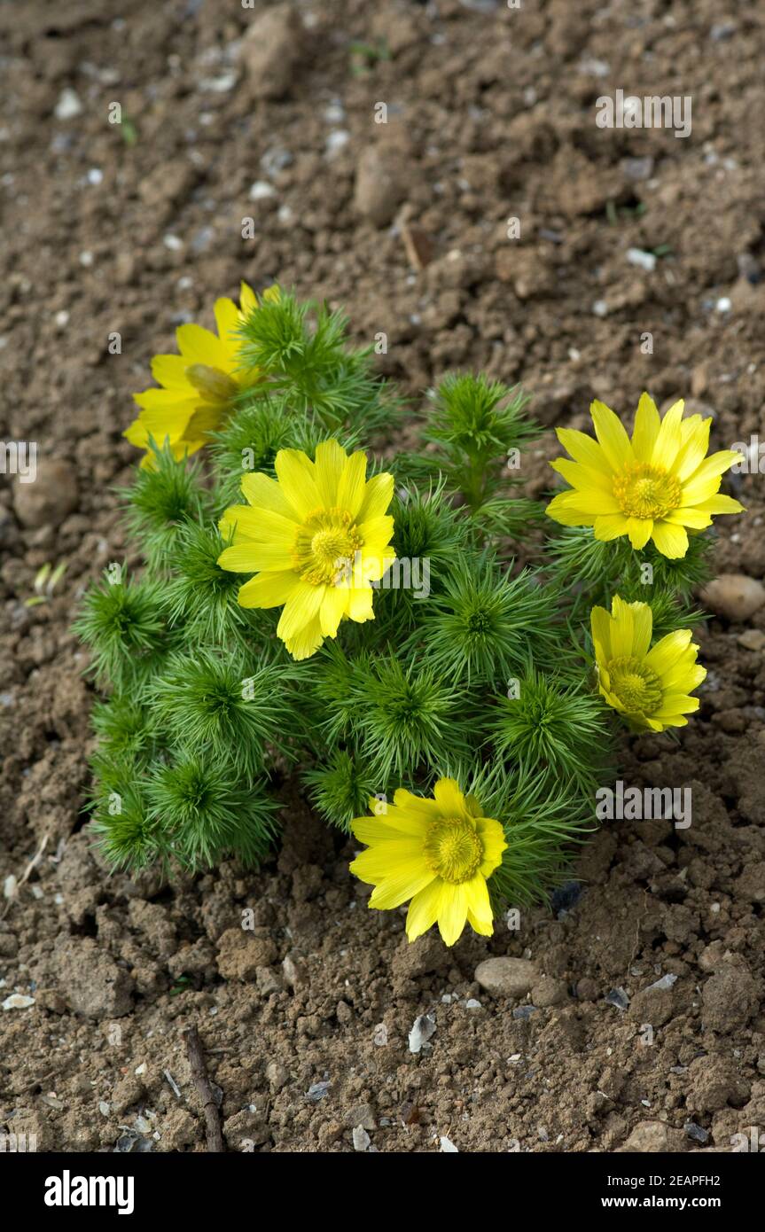 Fruehlings adonisroeschen hi-res stock photography and images - Alamy