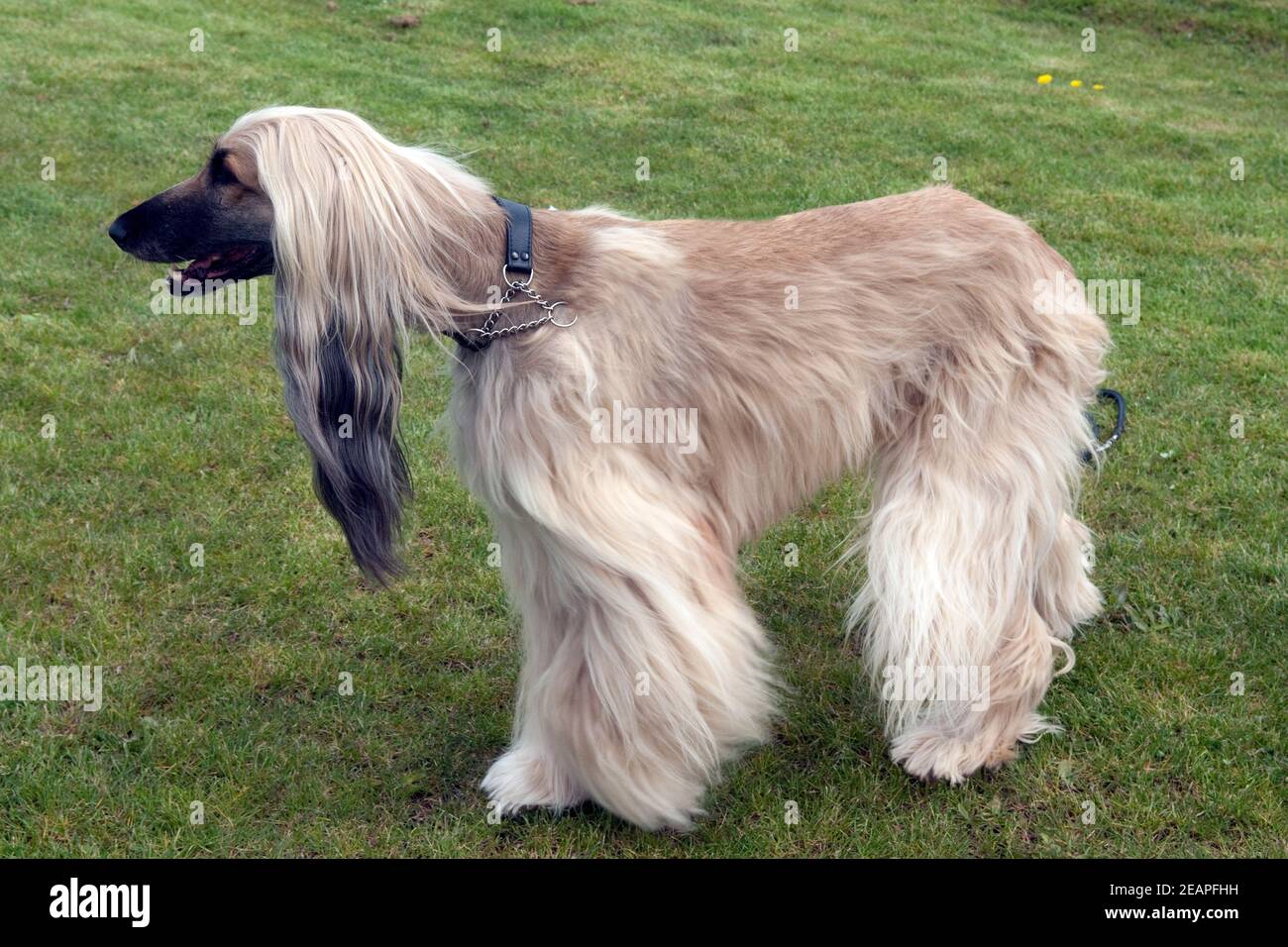 Windhunderasse hi-res stock photography and images - Alamy