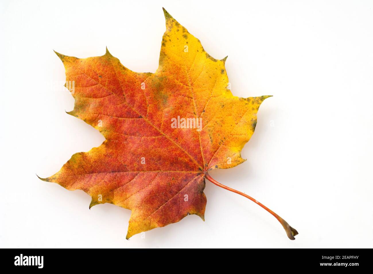 Ahornblatt im herbst Stock Photo - Alamy