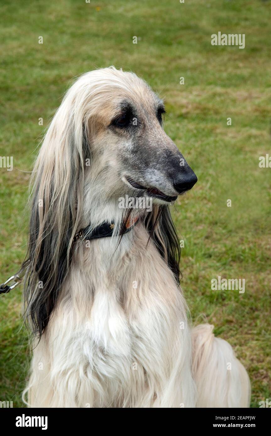 Afghane Afghanischer Windhund Stock Photo - Alamy