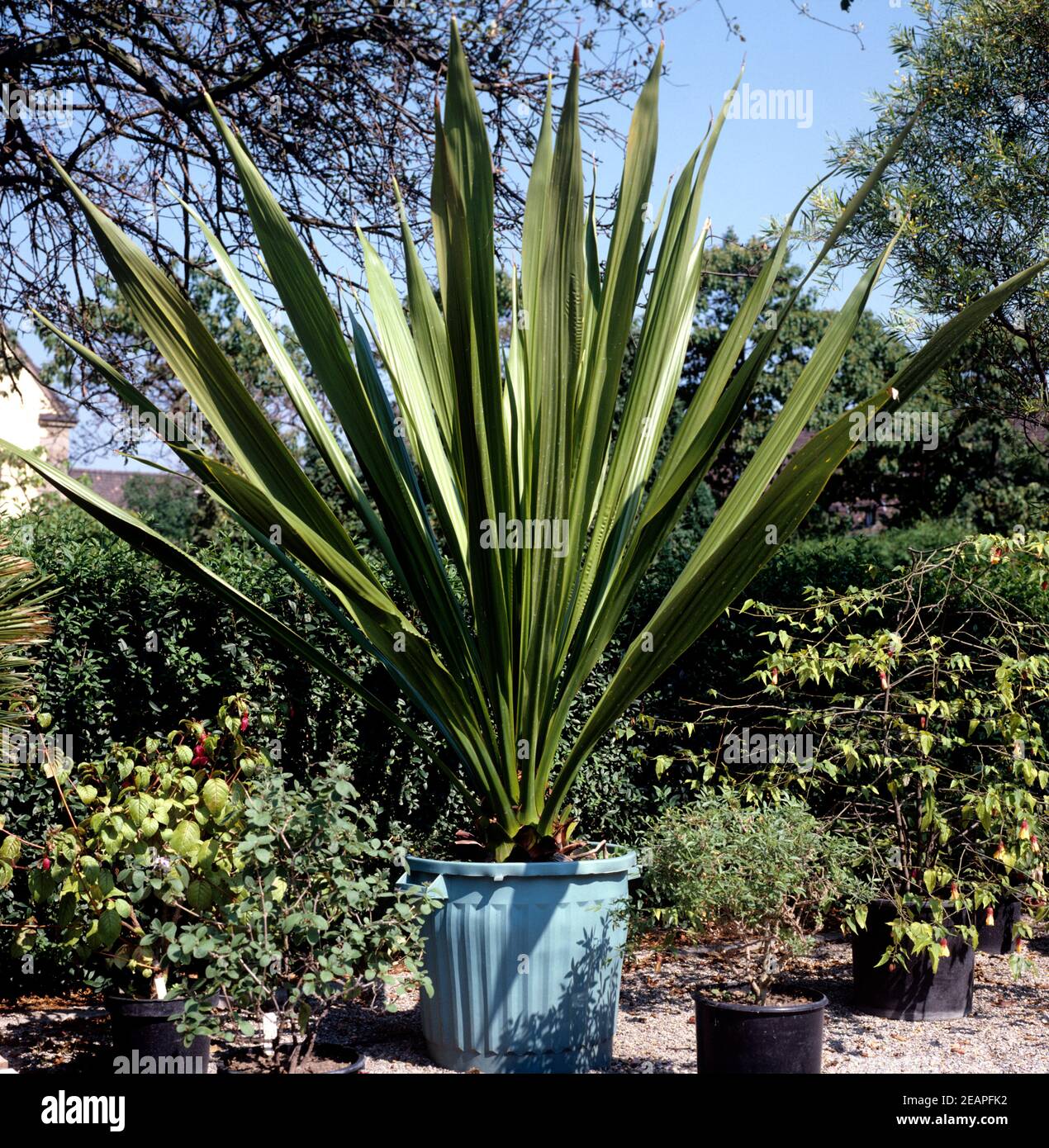 Agave Furcraea foetida Stock Photo - Alamy