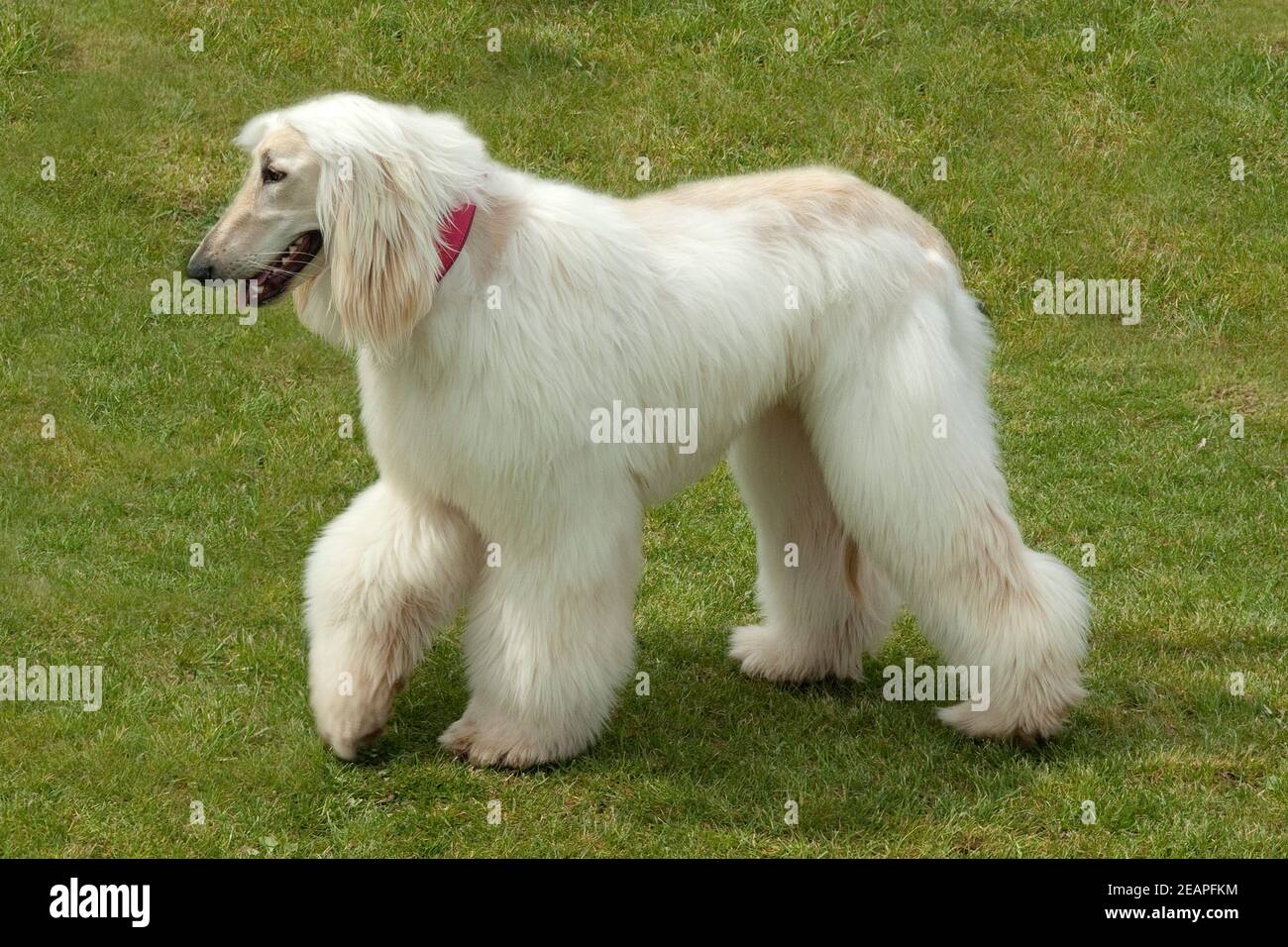 Afghane Afghanischer Windhund Stock Photo - Alamy