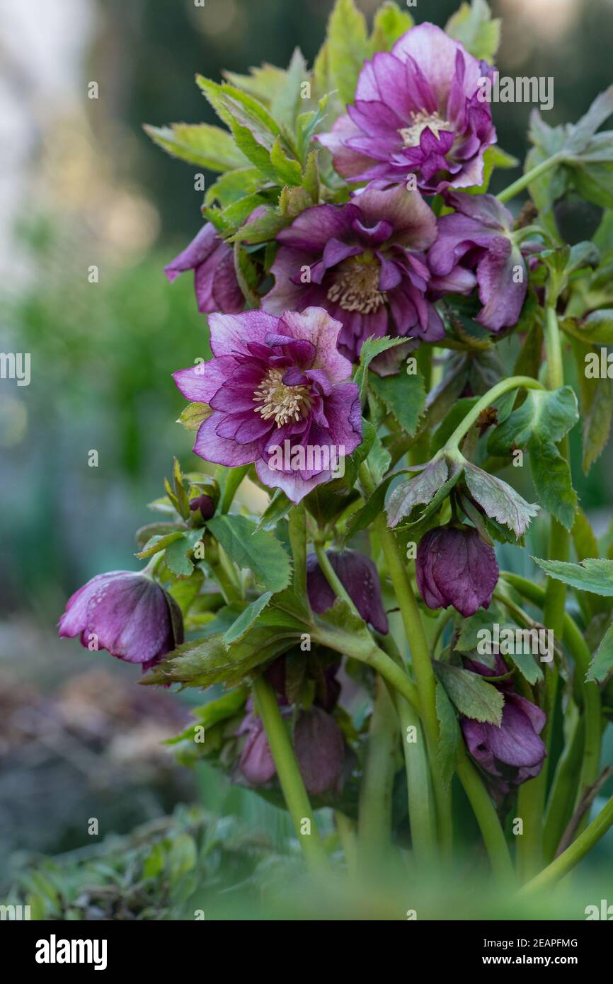 Double ellen picotee hi-res stock photography and images - Alamy