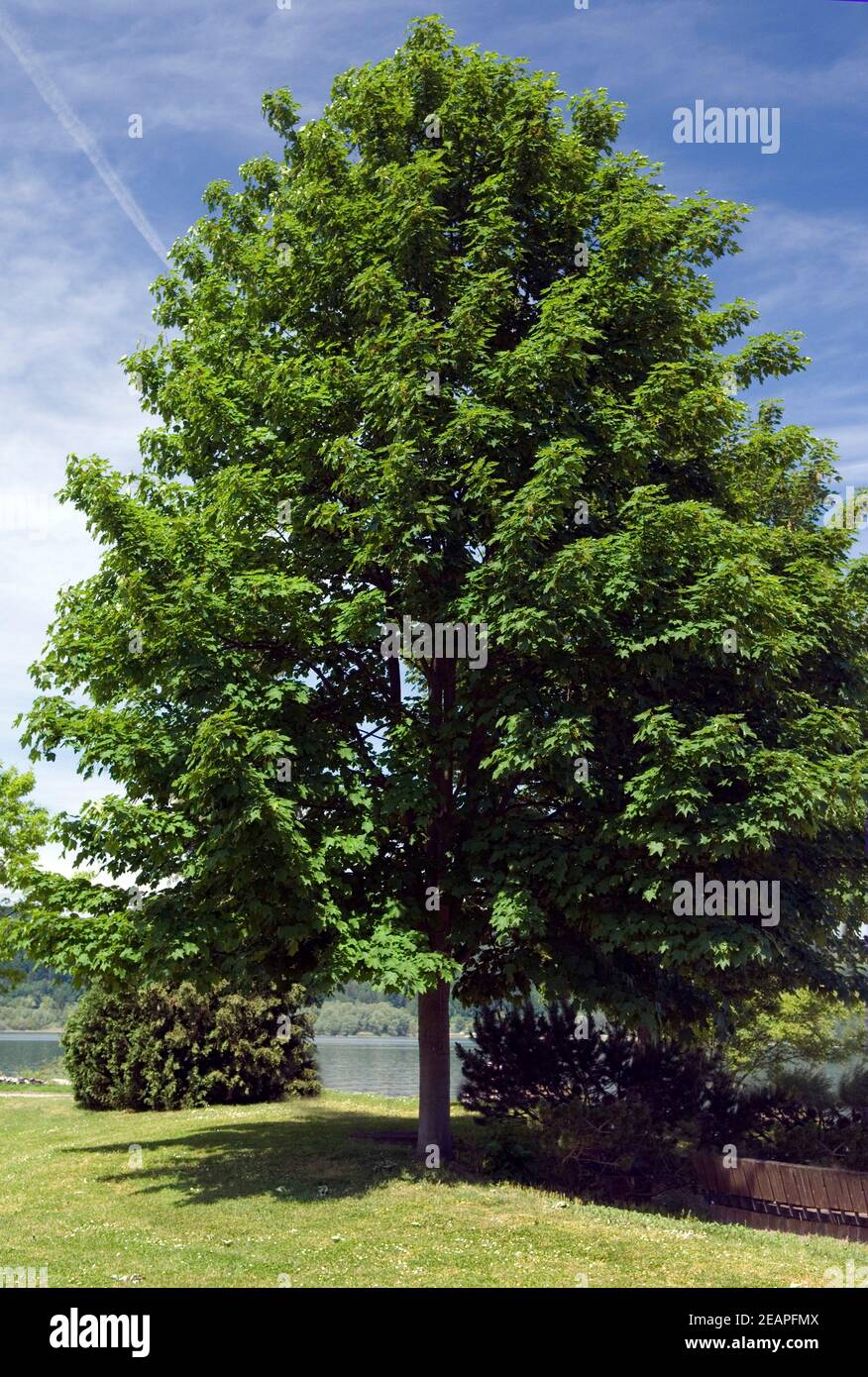 Ahorn baum hi-res stock photography and images - Alamy