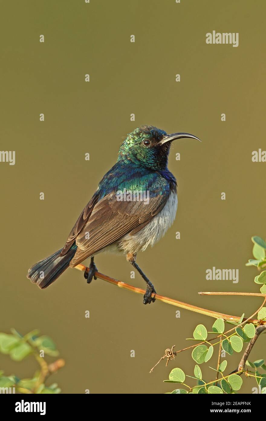 White breasted sunbird hi-res stock photography and images - Alamy