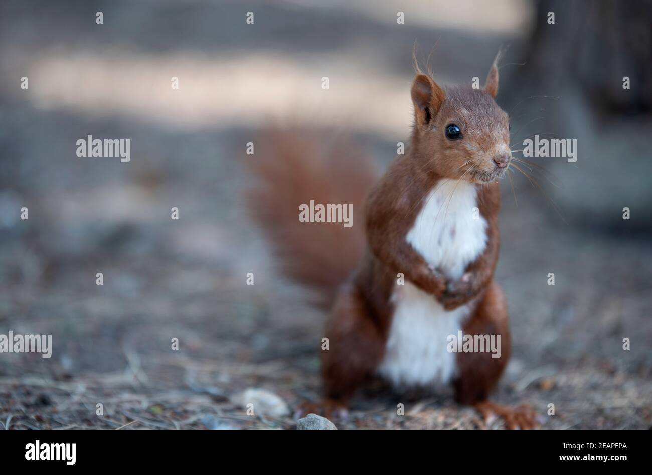 Winter russia squirrel hi-res stock photography and images - Alamy