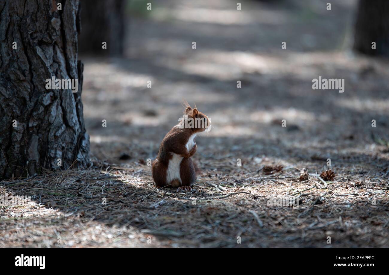 Winter russia squirrel hi-res stock photography and images - Alamy