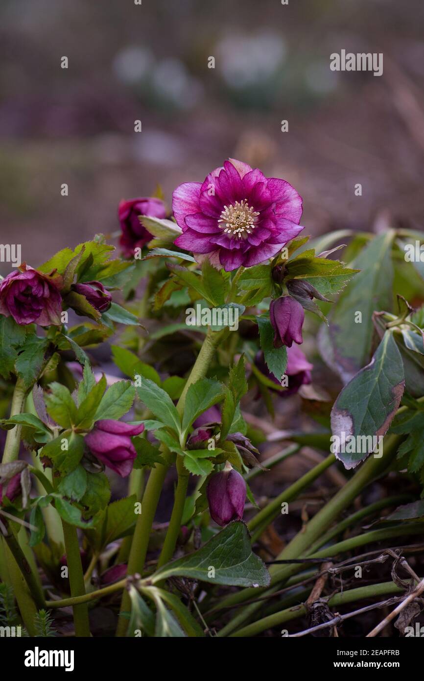 Lenten hellebore or Christmas rose Double Dark Red flowers in ...