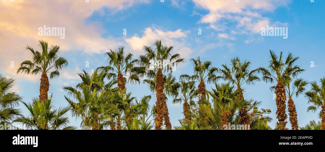 Palm Trees, Landscape, Israel Stock Photo - Alamy