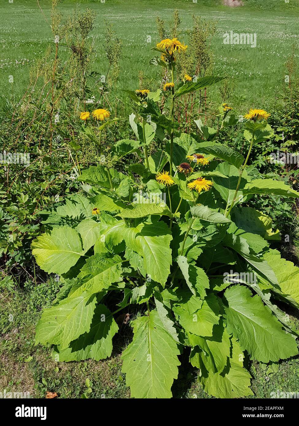 Alant Bluete Inula Helenium Stock Photo - Alamy
