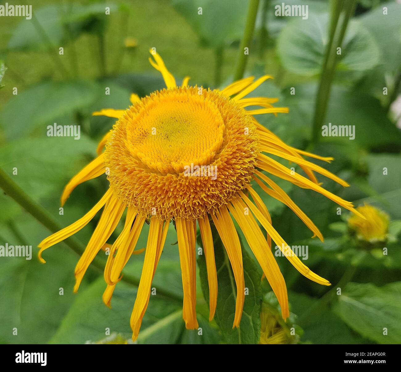 Alant Bluete Inula Helenium, Heilpflanze Stock Photo - Alamy