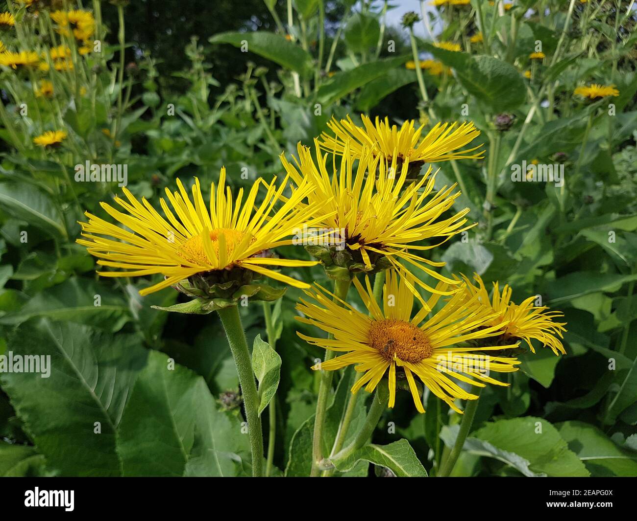 Alant Bluete Inula Helenium Stock Photo - Alamy