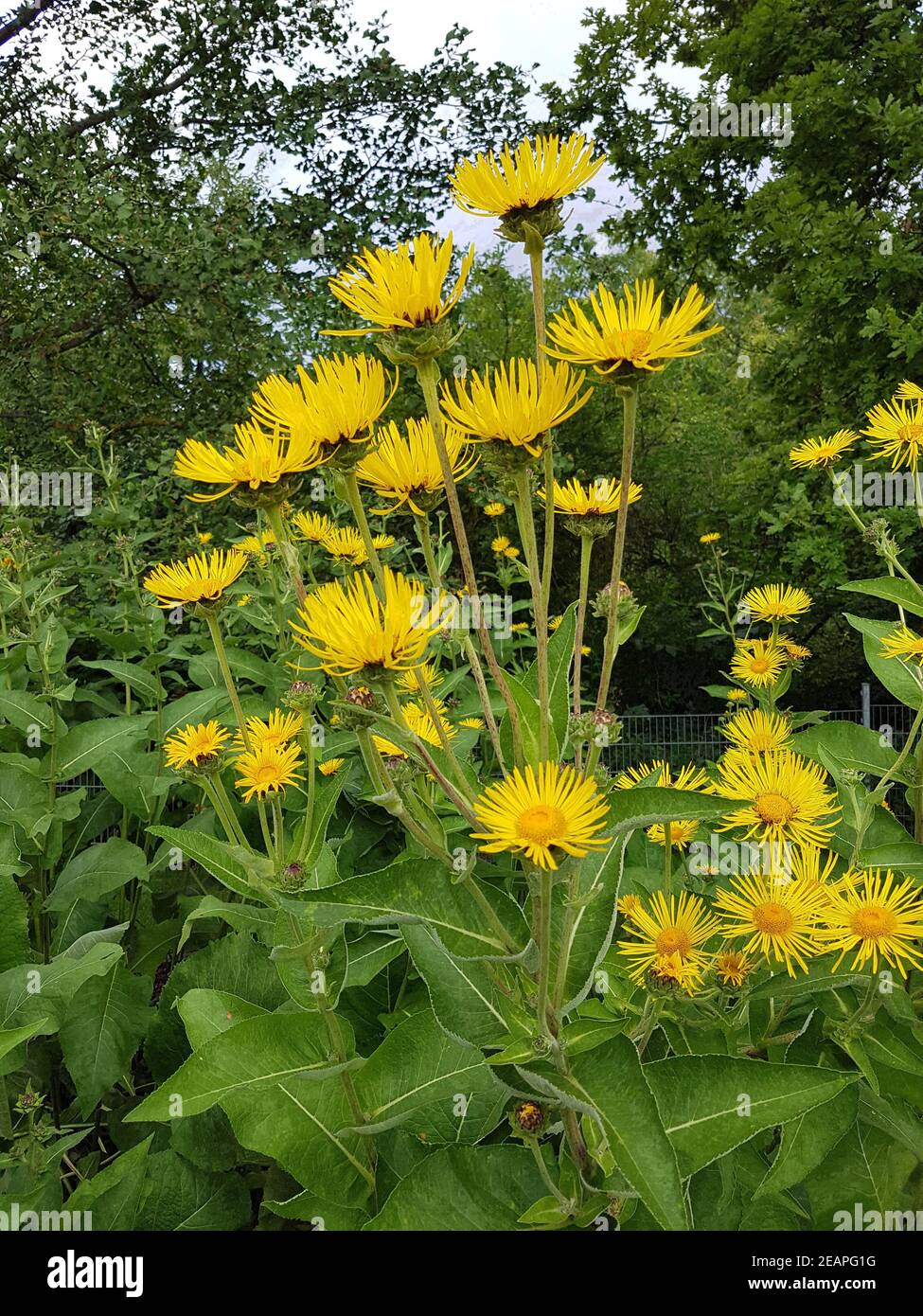Alant Bluete Inula Helenium Stock Photo - Alamy