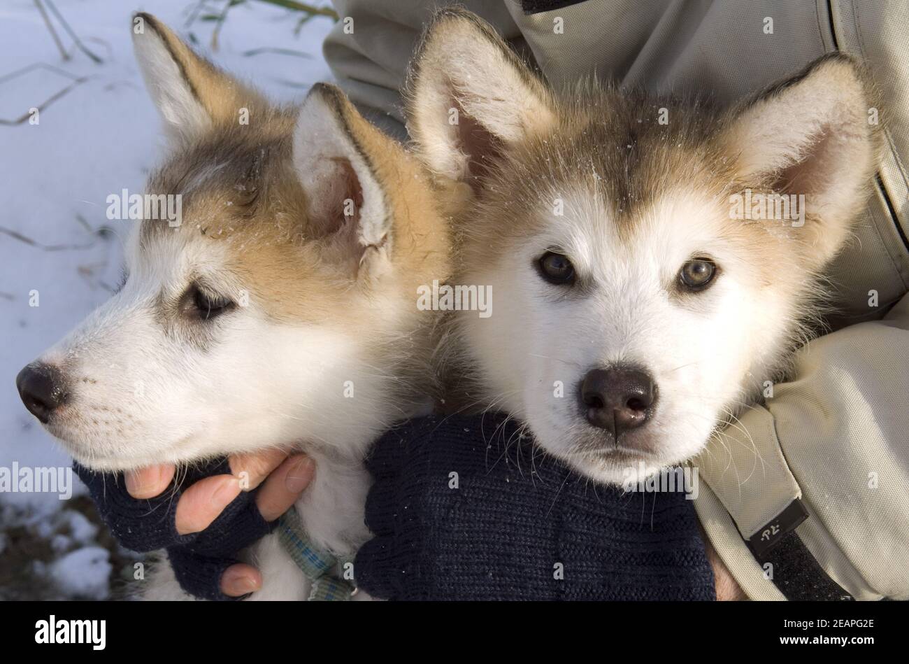 Alaskan Malamut Stock Photo - Alamy