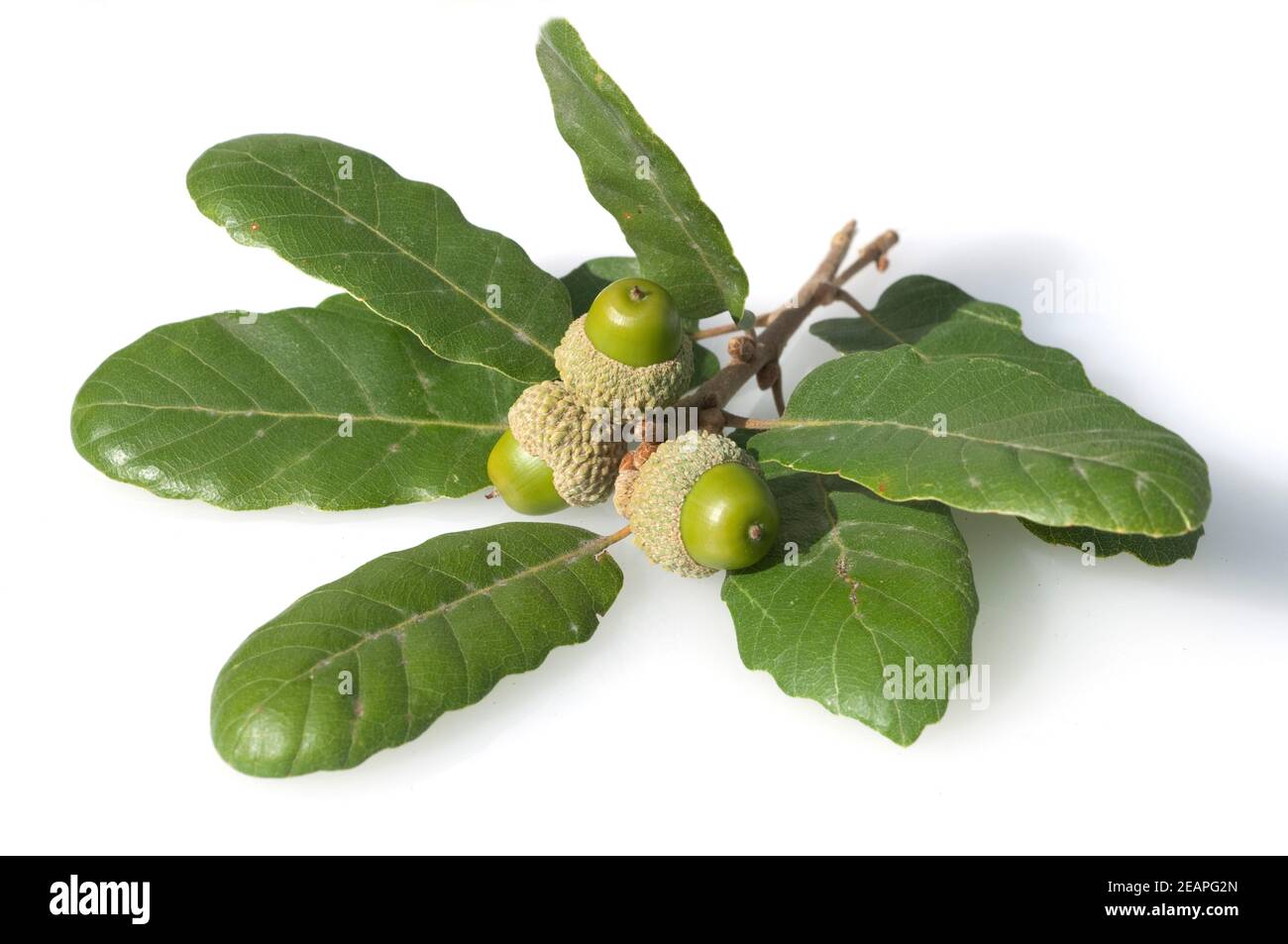 Aleppo-Eiche, Quercus infectoria, Aleppoeiche Stock Photo - Alamy