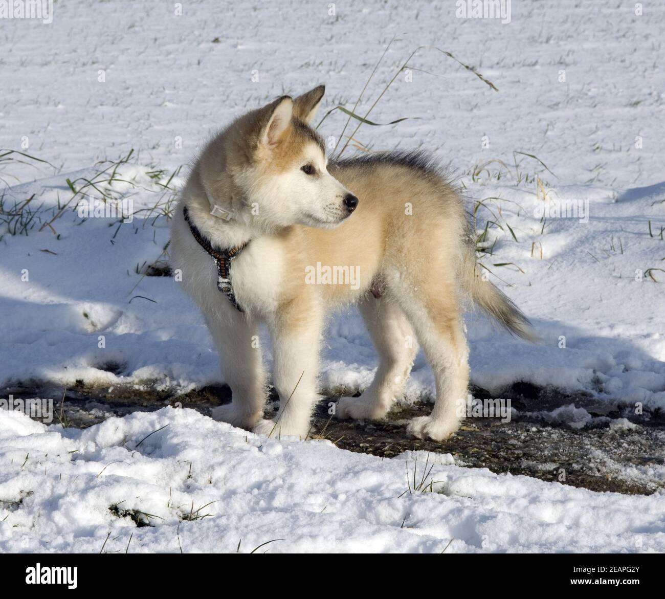 Alaskan Malamut Stock Photo - Alamy