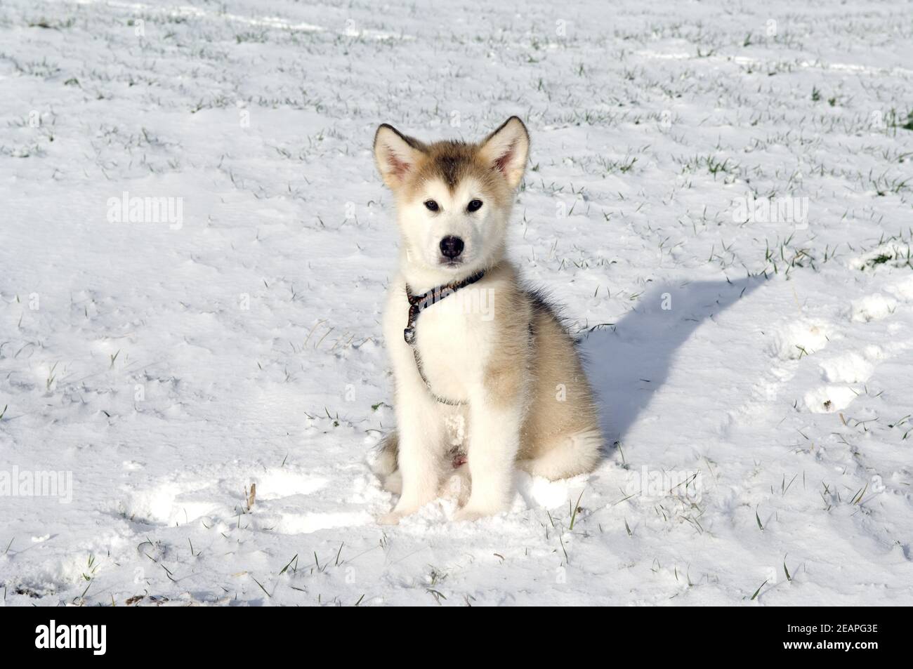 Alaskan Malamut Stock Photo - Alamy