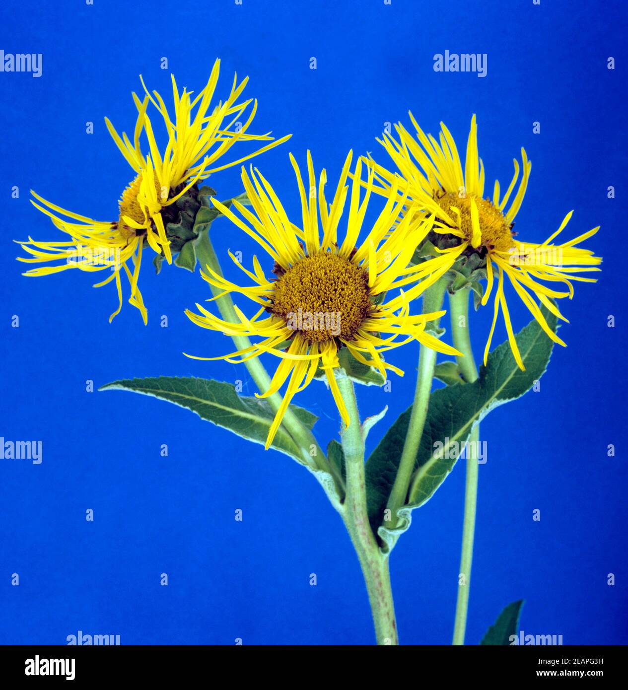 Alant hi-res stock photography and images - Alamy