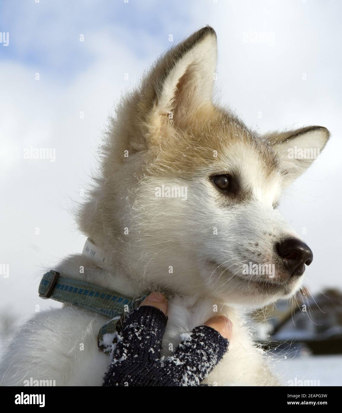 Alaskan Malamut Stock Photo - Alamy