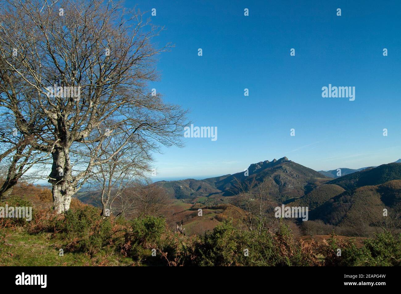 tree on top of the mountain Stock Photo - Alamy