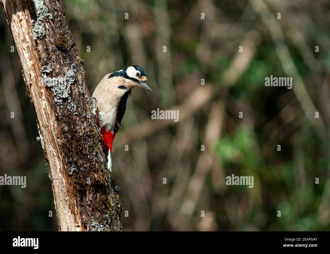 great spotted bird on the branch Stock Photo - Alamy