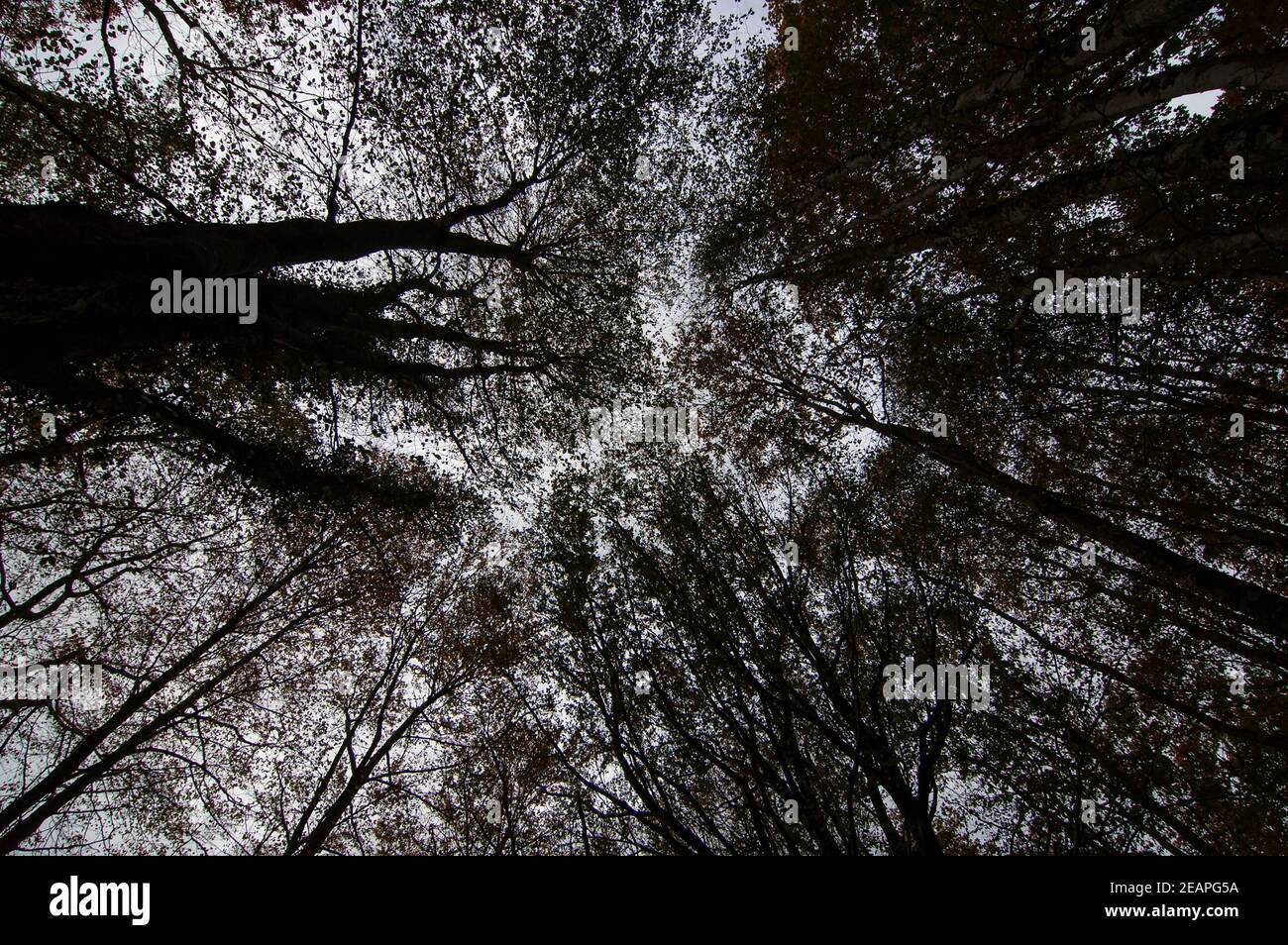 tree branches photographed in perspective Stock Photo - Alamy