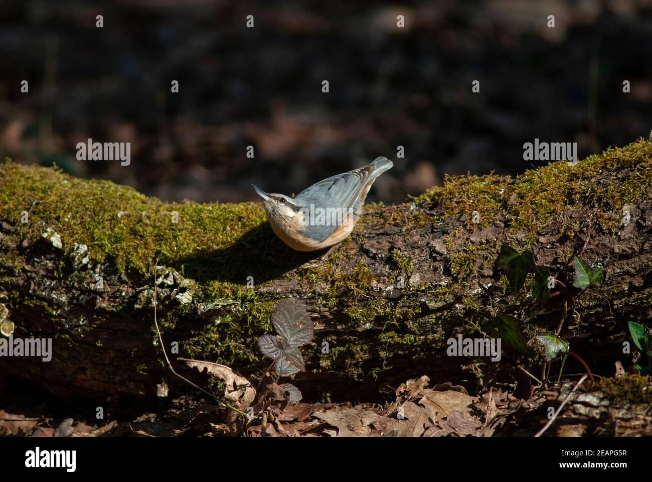 Nuthatch climb hi-res stock photography and images - Alamy