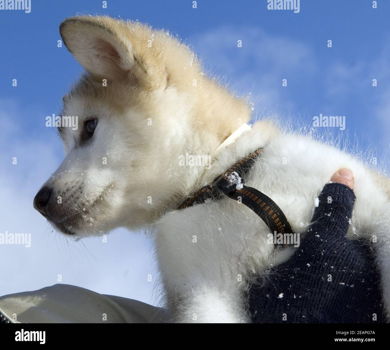Alaskan Malamut Stock Photo - Alamy