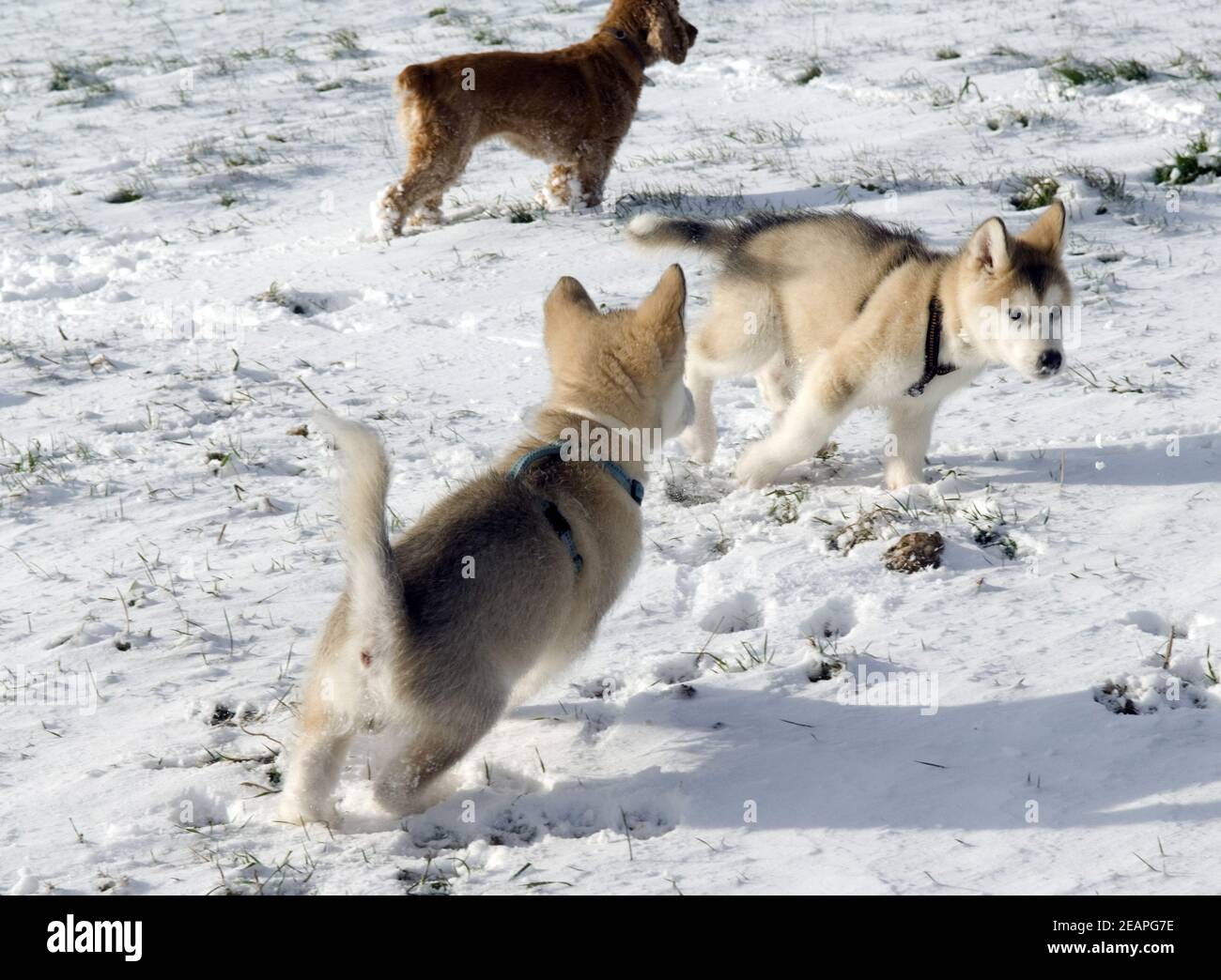 Alaskan Malamut Stock Photo - Alamy