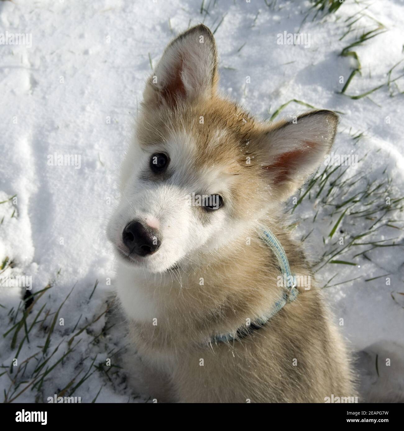 Alaskan Malamut Stock Photo - Alamy