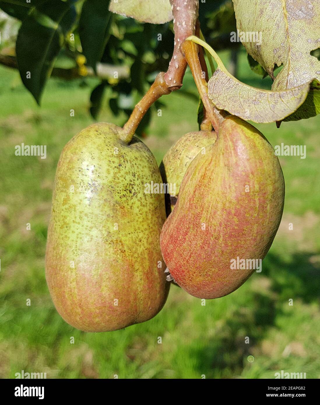 Birnensorten hi-res stock photography and images - Alamy
