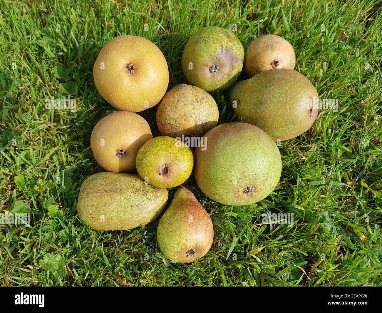 Birnensorten hi-res stock photography and images - Alamy