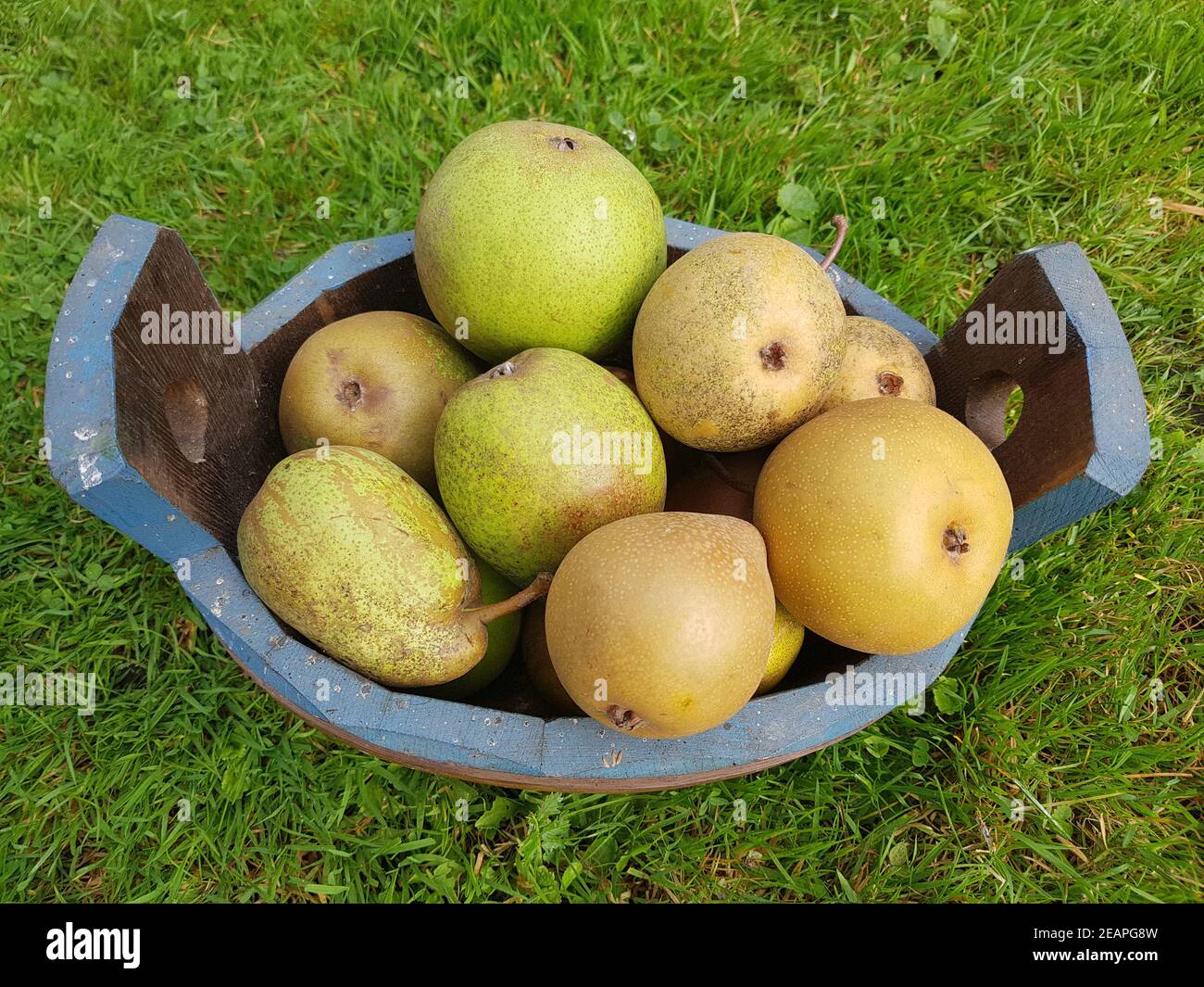 Birnensorten hi-res stock photography and images - Alamy