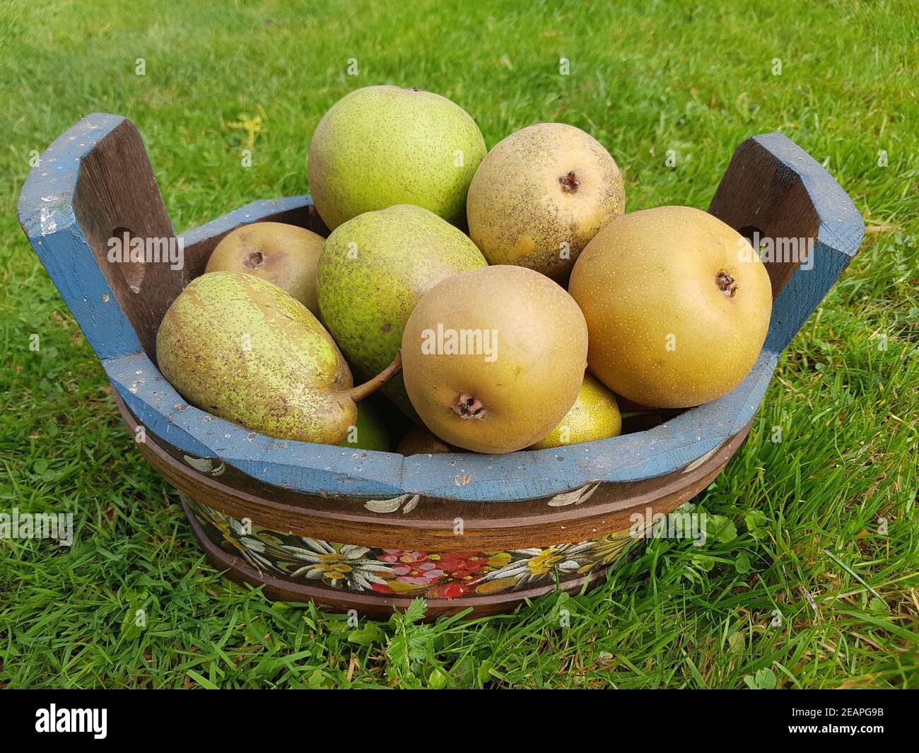 Alte birnensorten hi-res stock photography and images - Alamy