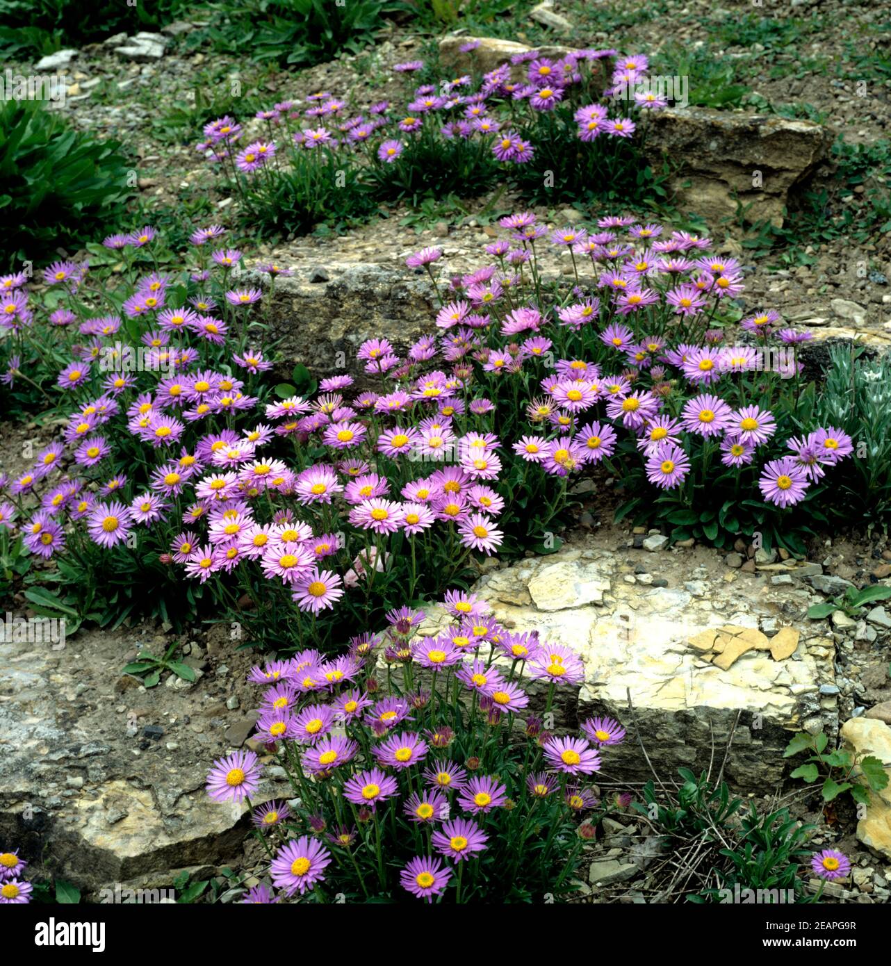 Alpenaster, Aster alpinus Stock Photo - Alamy