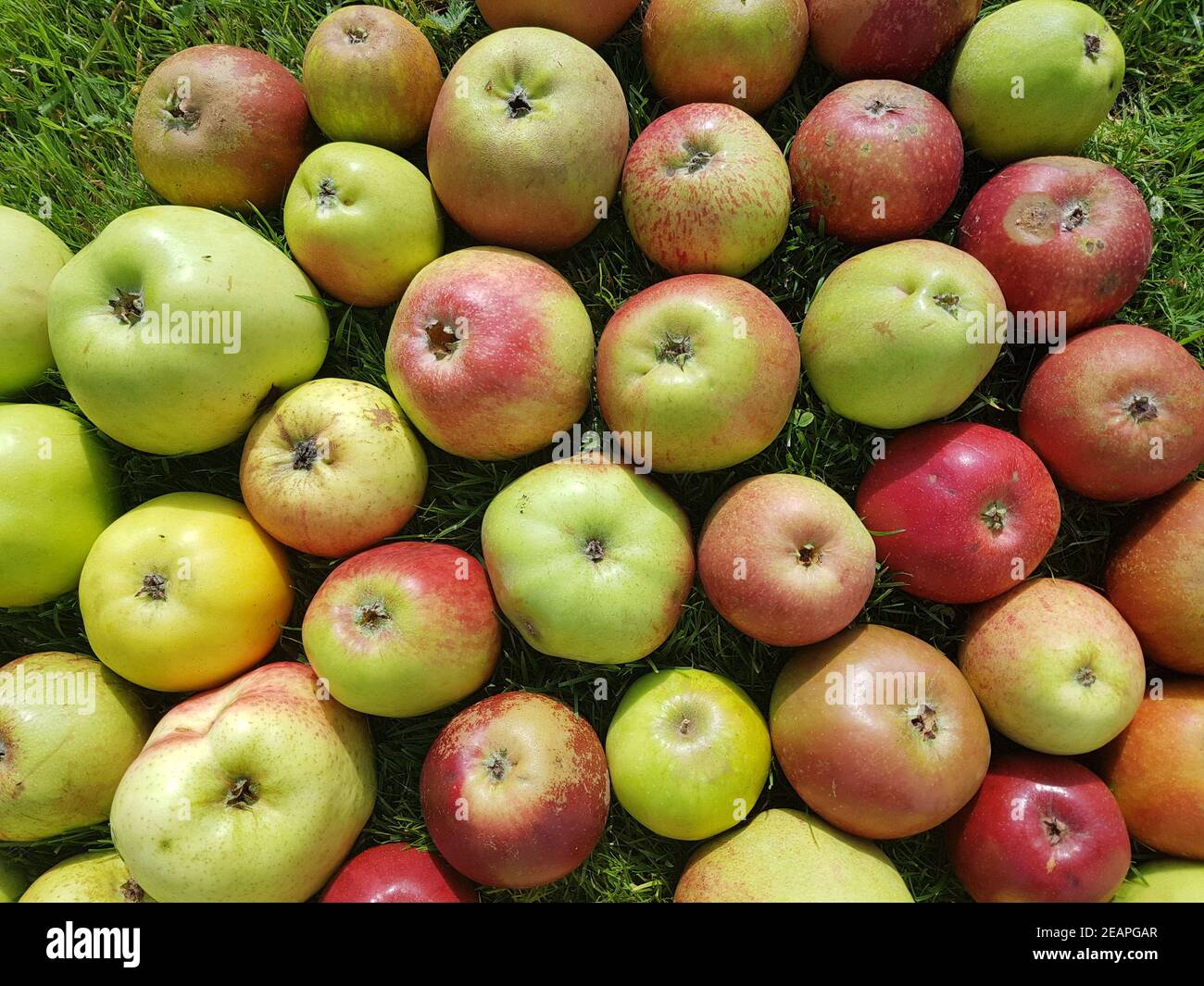 Alte Apfelsorten, verschiedene, Apfel, Malus, domestica, Aepfel Stock ...
