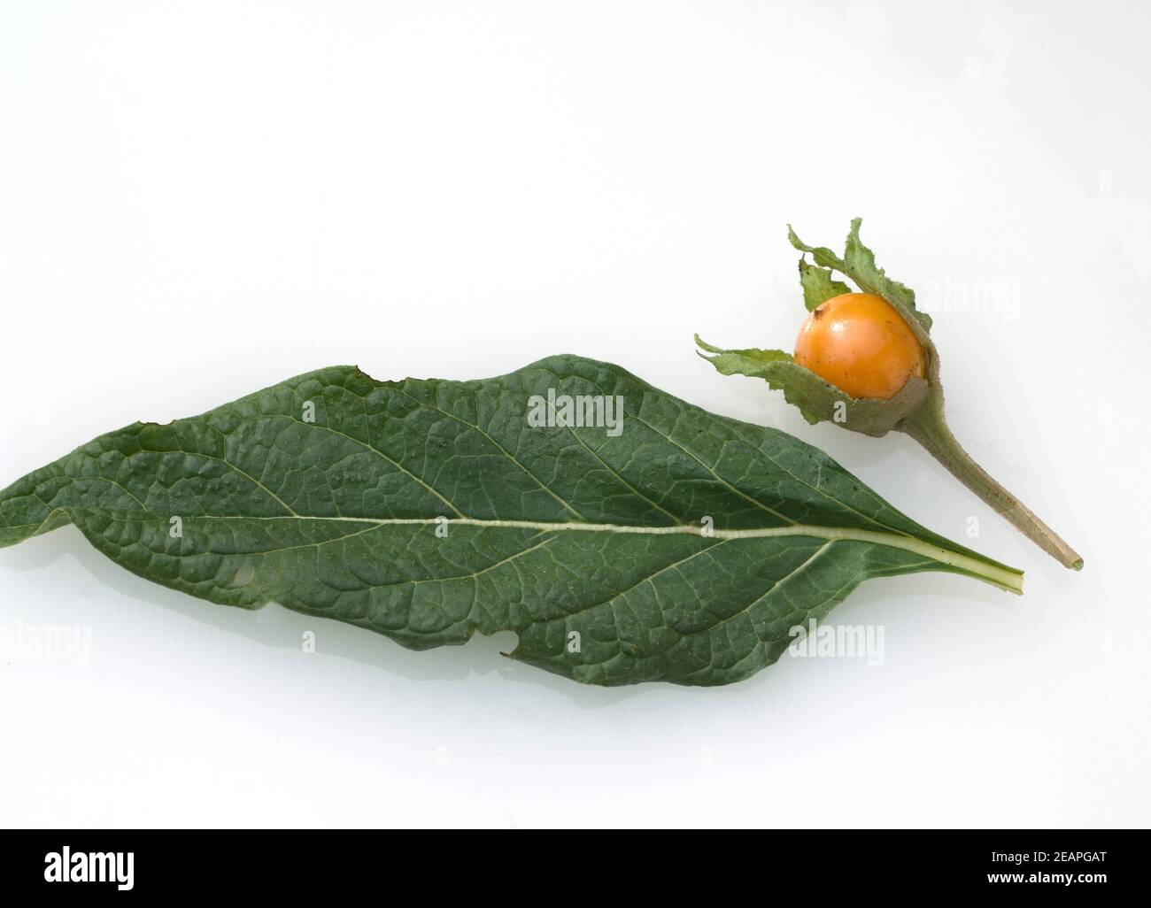 Alraune; Mandragora officinarum Stock Photo - Alamy