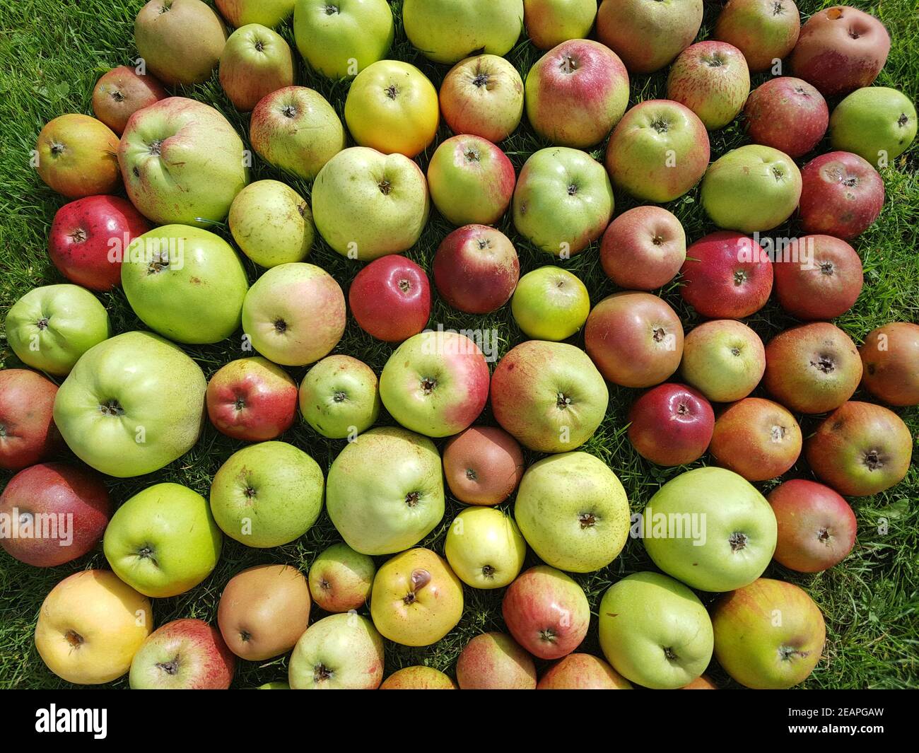 Alte Apfelsorten, verschiedene, Apfel, Malus, domestica, Aepfel Stock ...