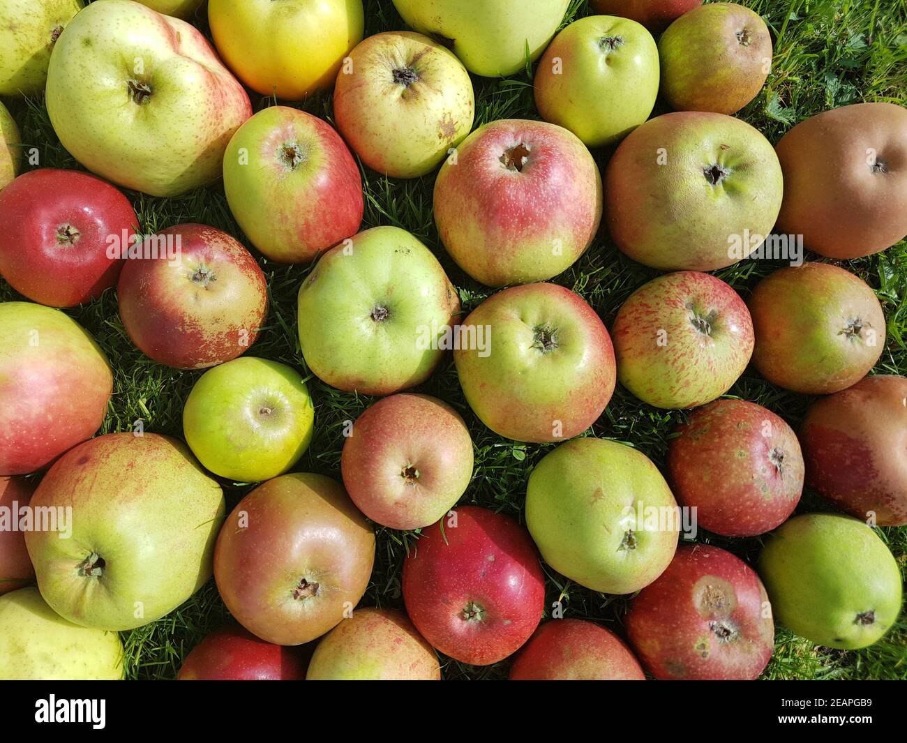 Alte Apfelsorten, verschiedene, Apfel, Malus, domestica, Aepfel Stock ...
