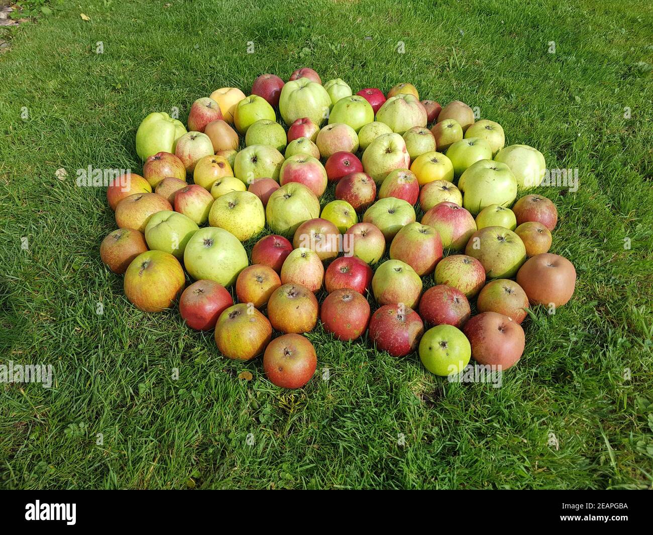 Alte Apfelsorten, verschiedene, Apfel, Malus, domestica, Aepfel Stock ...