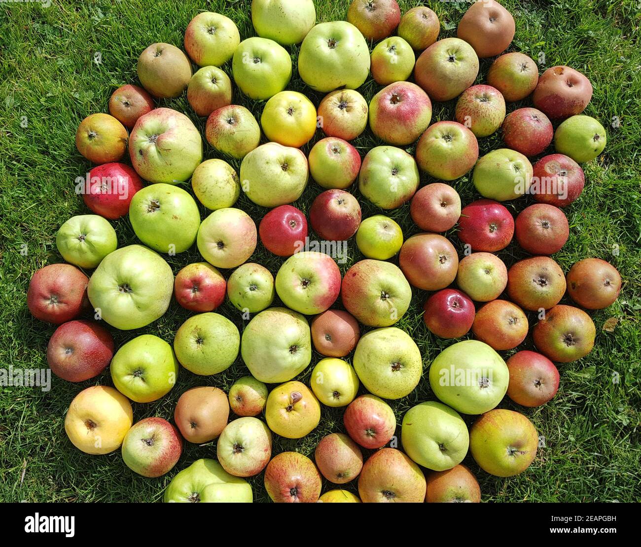 Alte Apfelsorten, verschiedene, Apfel, Malus, domestica, Aepfel Stock ...