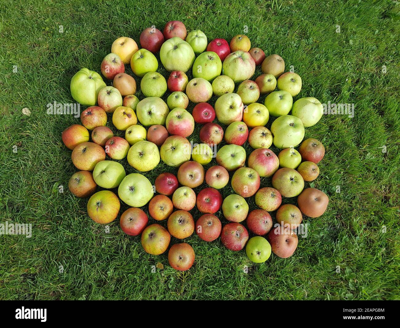 Alte Apfelsorten, verschiedene, Apfel, Malus, domestica, Aepfel Stock ...